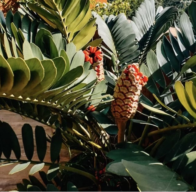 sanpocho-flowers — Yoga By The Sea
